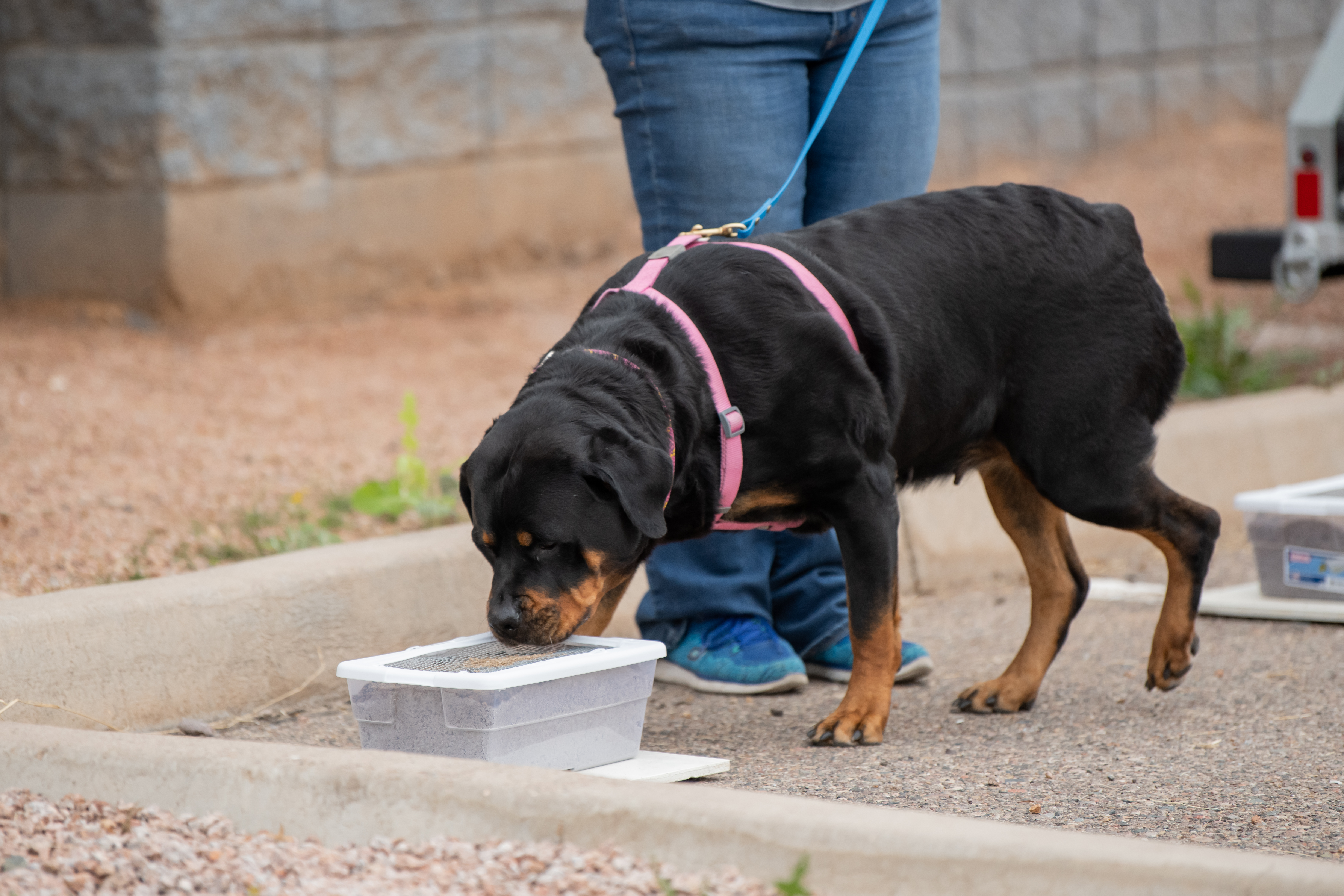Introduction to K9 Nose Work - Lahaska - Bucks County SPCA