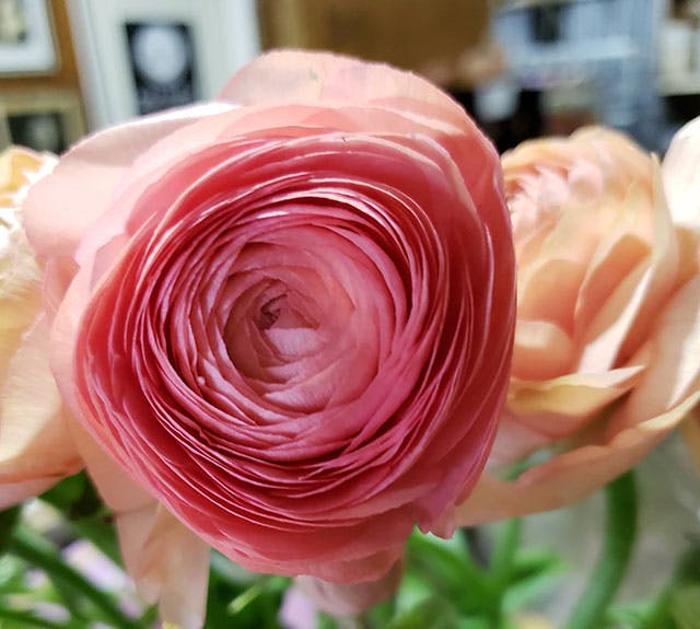 Products - Cut Flower Exchange of Pennsylvania