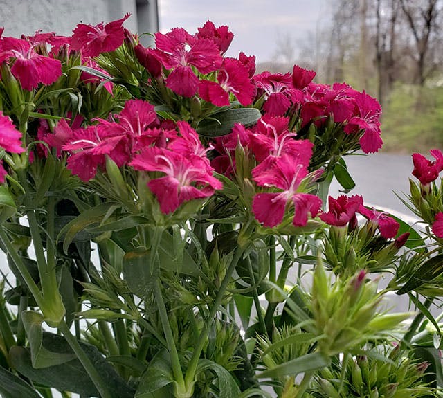 Products - Cut Flower Exchange of Pennsylvania