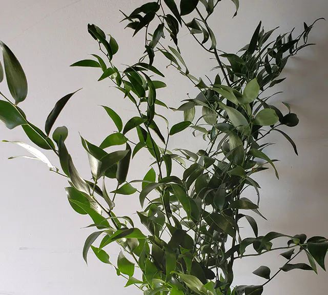 Products - Cut Flower Exchange of Pennsylvania
