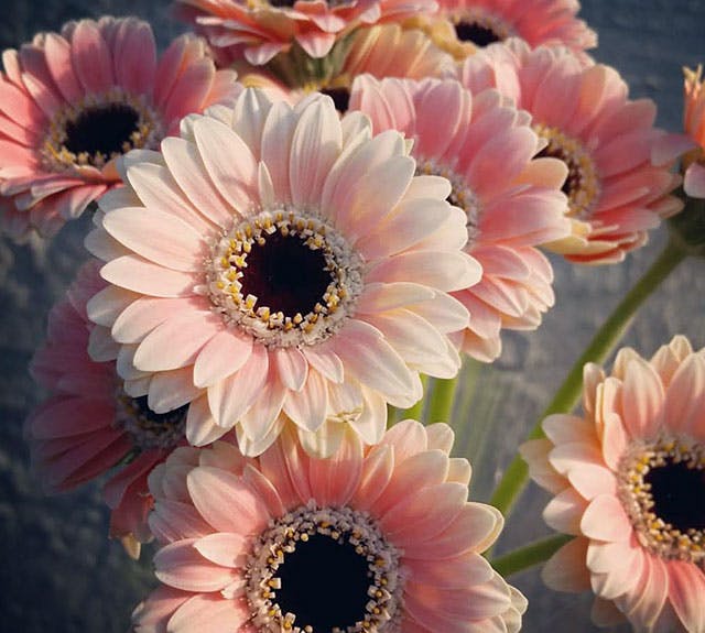 Products - Cut Flower Exchange of Pennsylvania