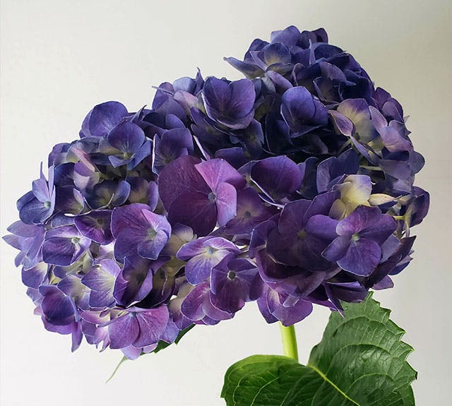 Products - Cut Flower Exchange of Pennsylvania