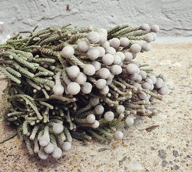 Products - Cut Flower Exchange of Pennsylvania