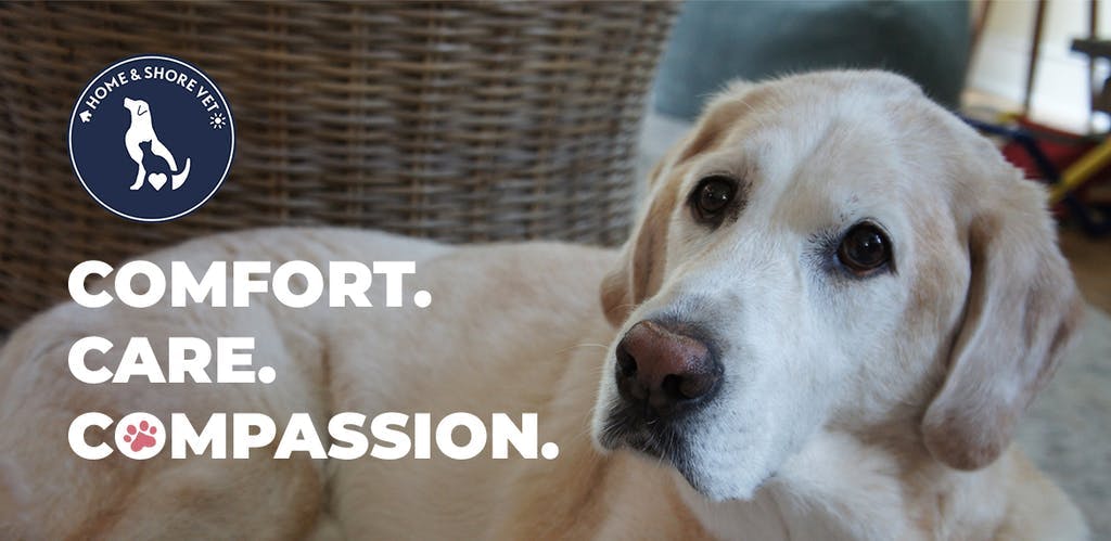 Home & Shore Vet - Dedicated In-Home Veterinary Care
