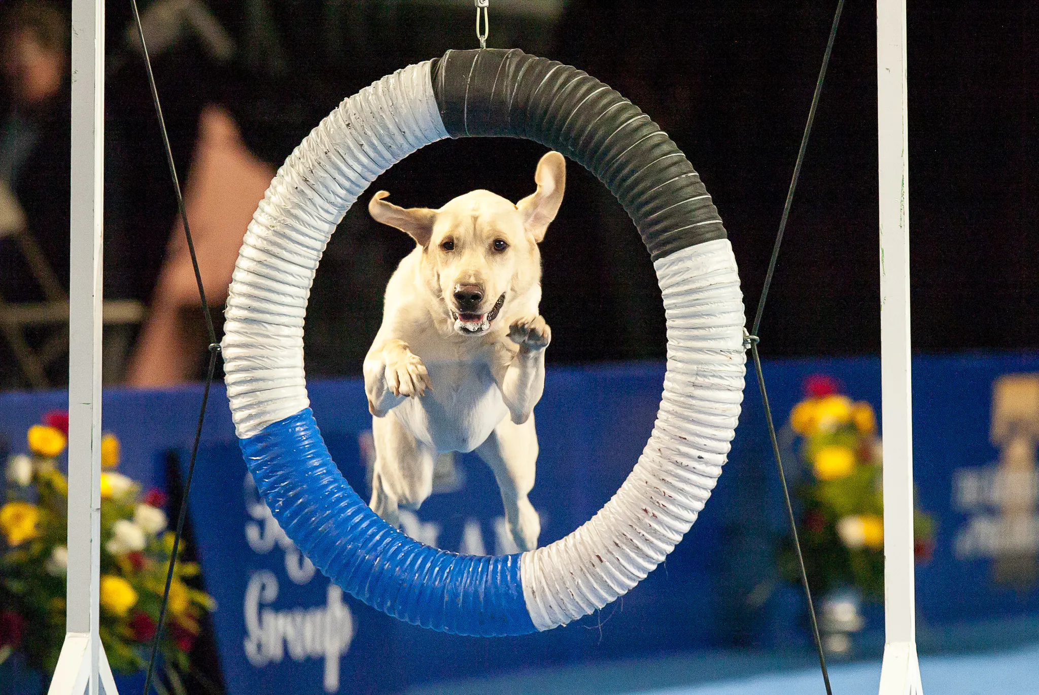 Contact - The National Dog Show