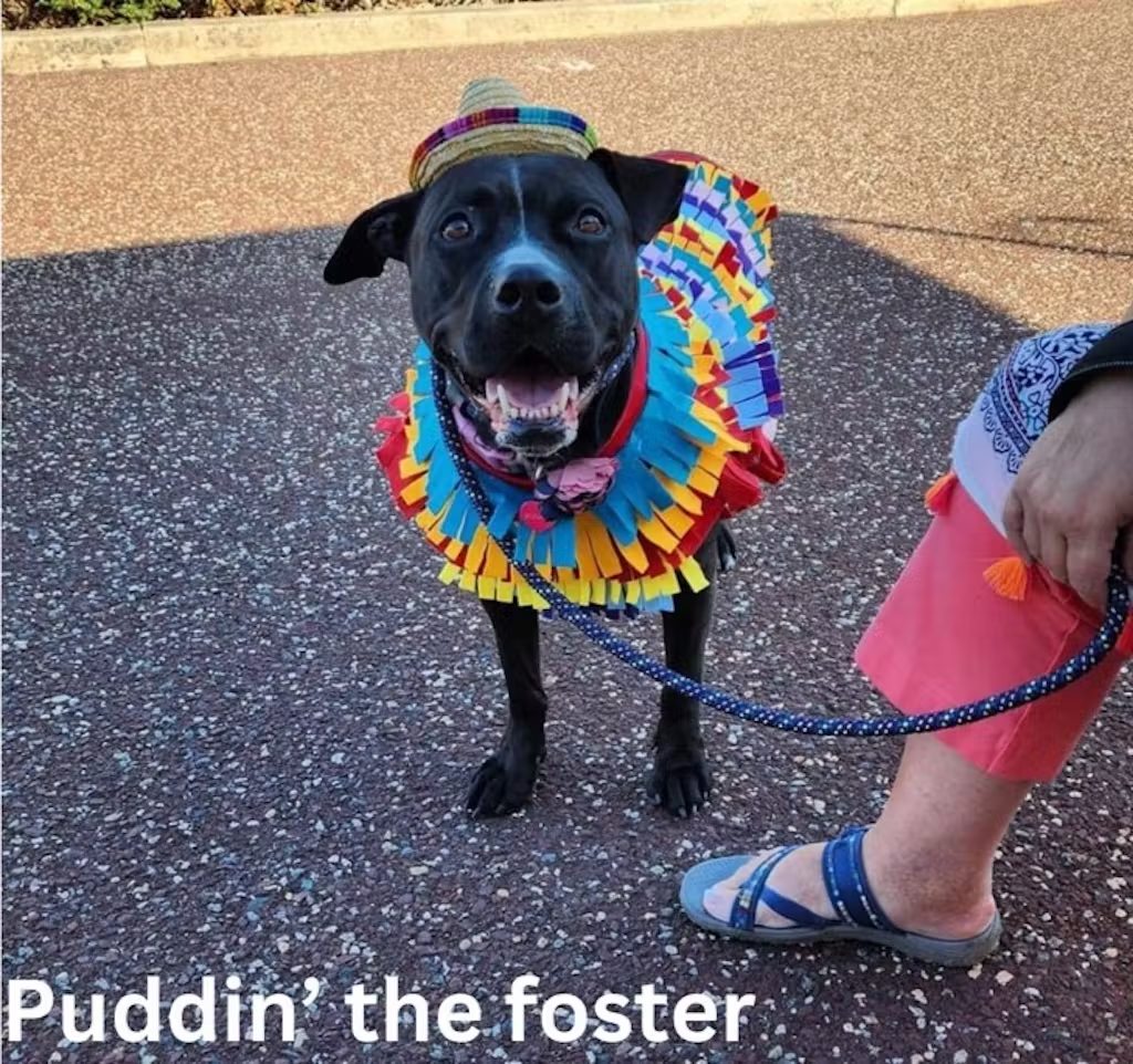 Mini and Daisy: The Family’s Stars of The National Dog Show - The ...