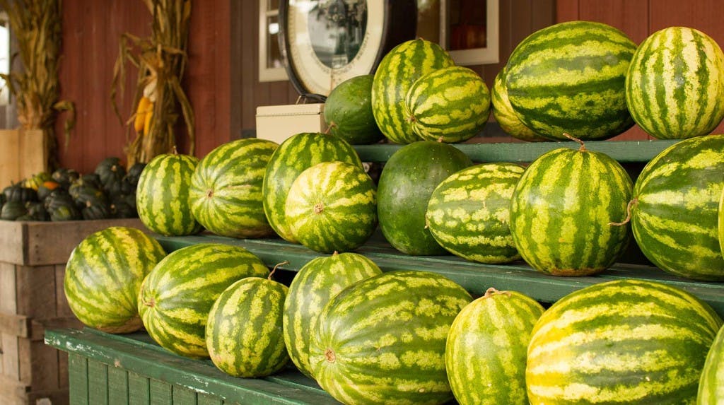 Theaters - Watermelon Magic Film by Spring Garden Pictures